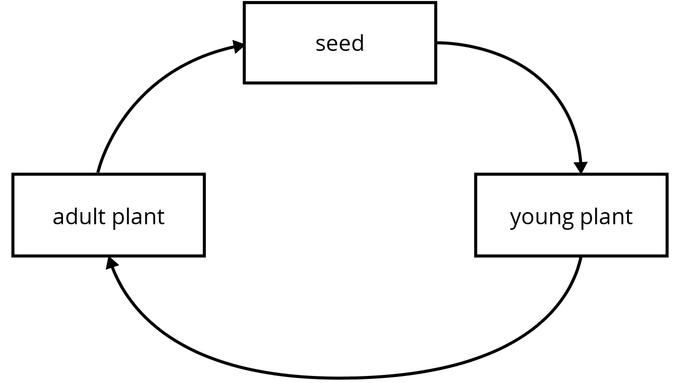Plant Life Cycle Primary 4 Science Geniebook Plant Life Cycle Primary 4 Science Geniebook